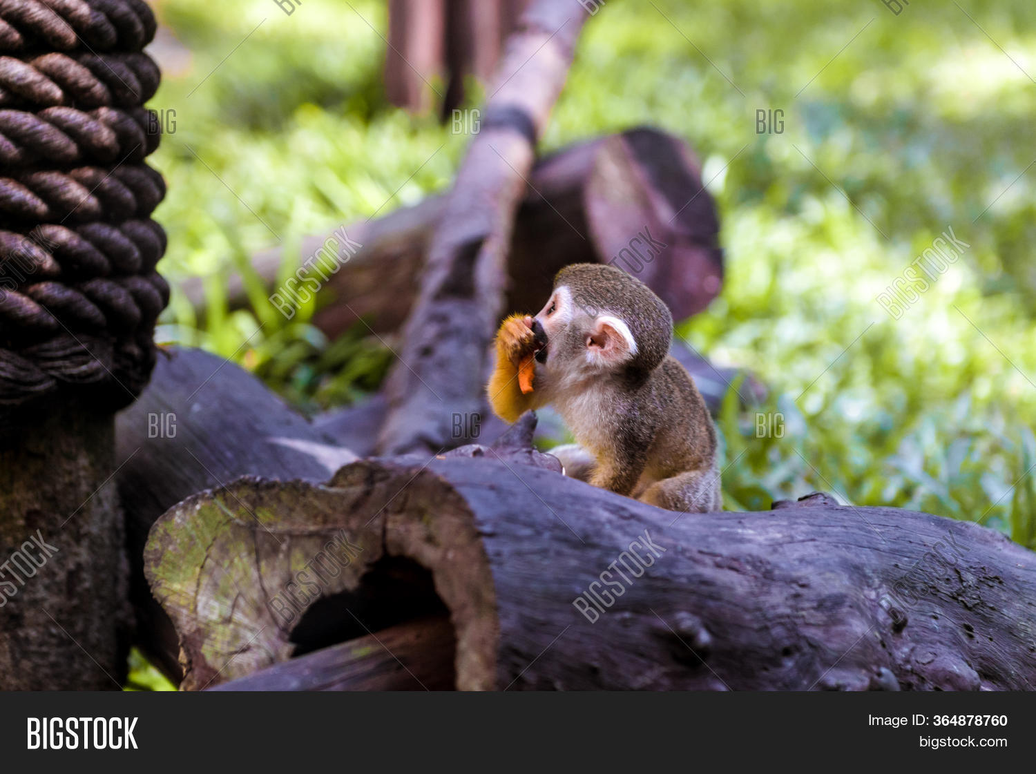 Little Funny Monkeys Image & Photo (Free Trial) | Bigstock