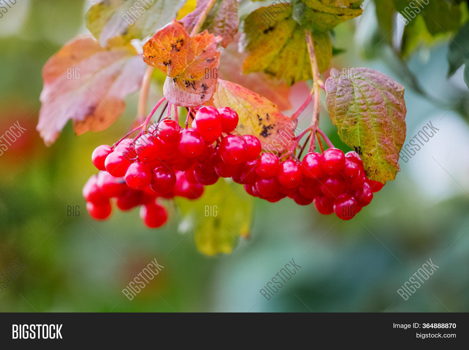 Viburnum Red Berries, Image & Photo (Free Trial) | Bigstock
