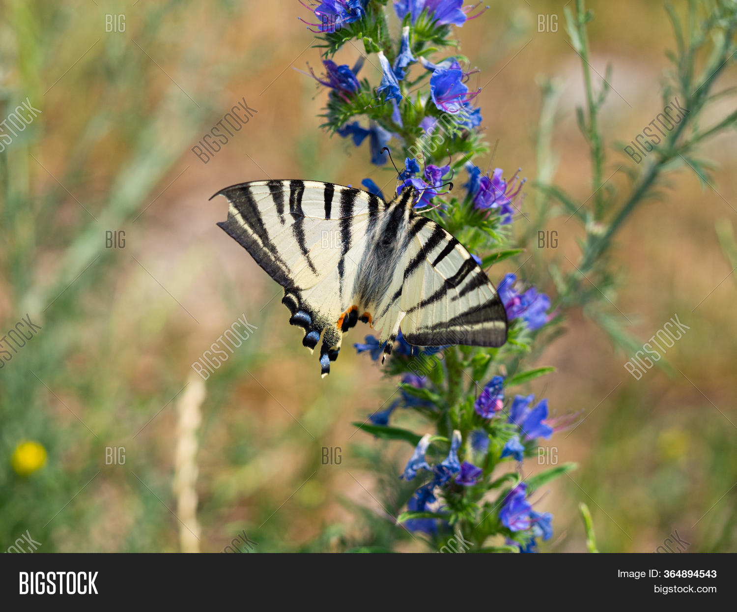 Scarce Swallowtail ( Image & Photo (Free Trial) | Bigstock