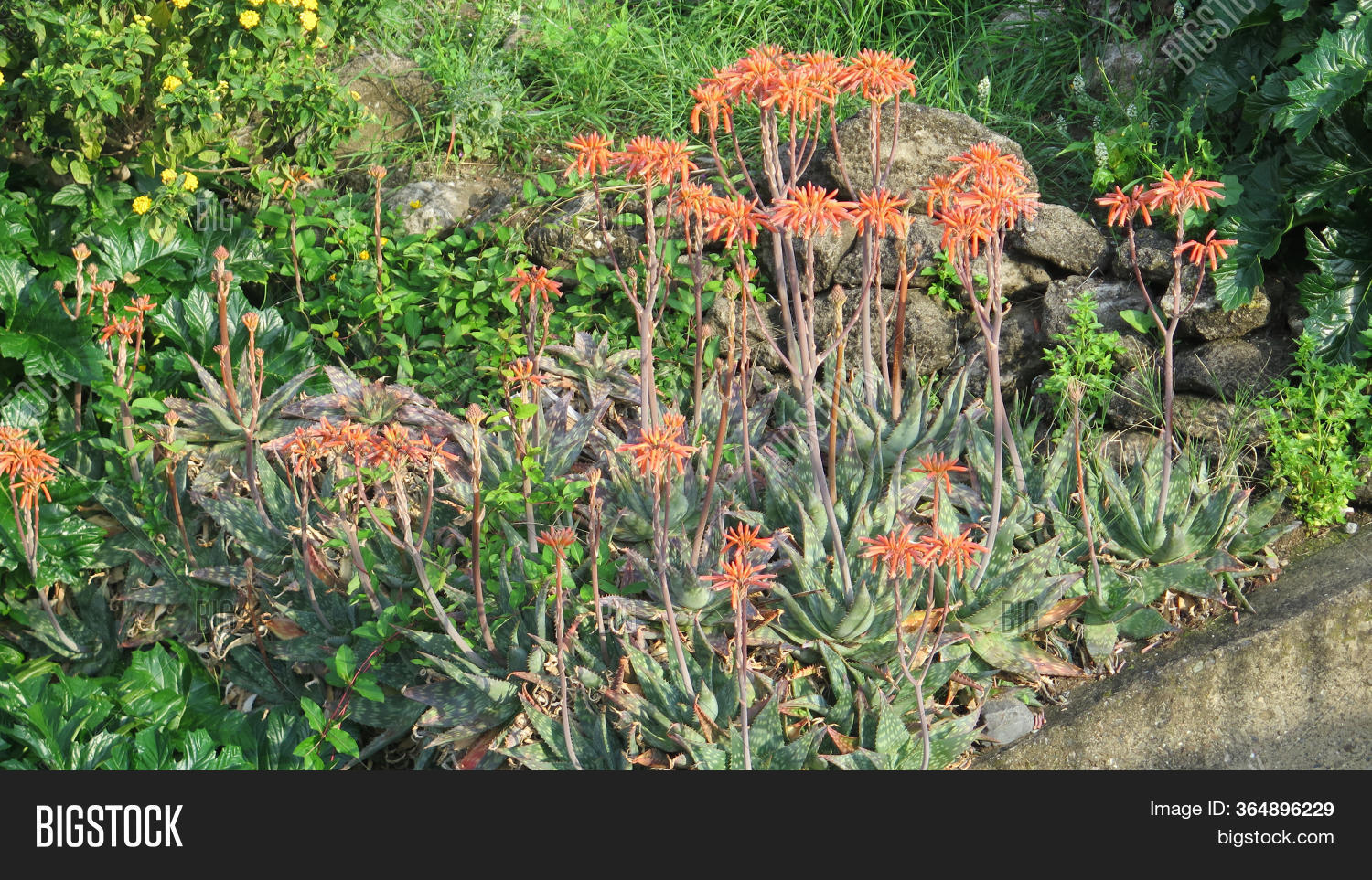 Red Agave Flowers On Image & Photo (Free Trial) | Bigstock