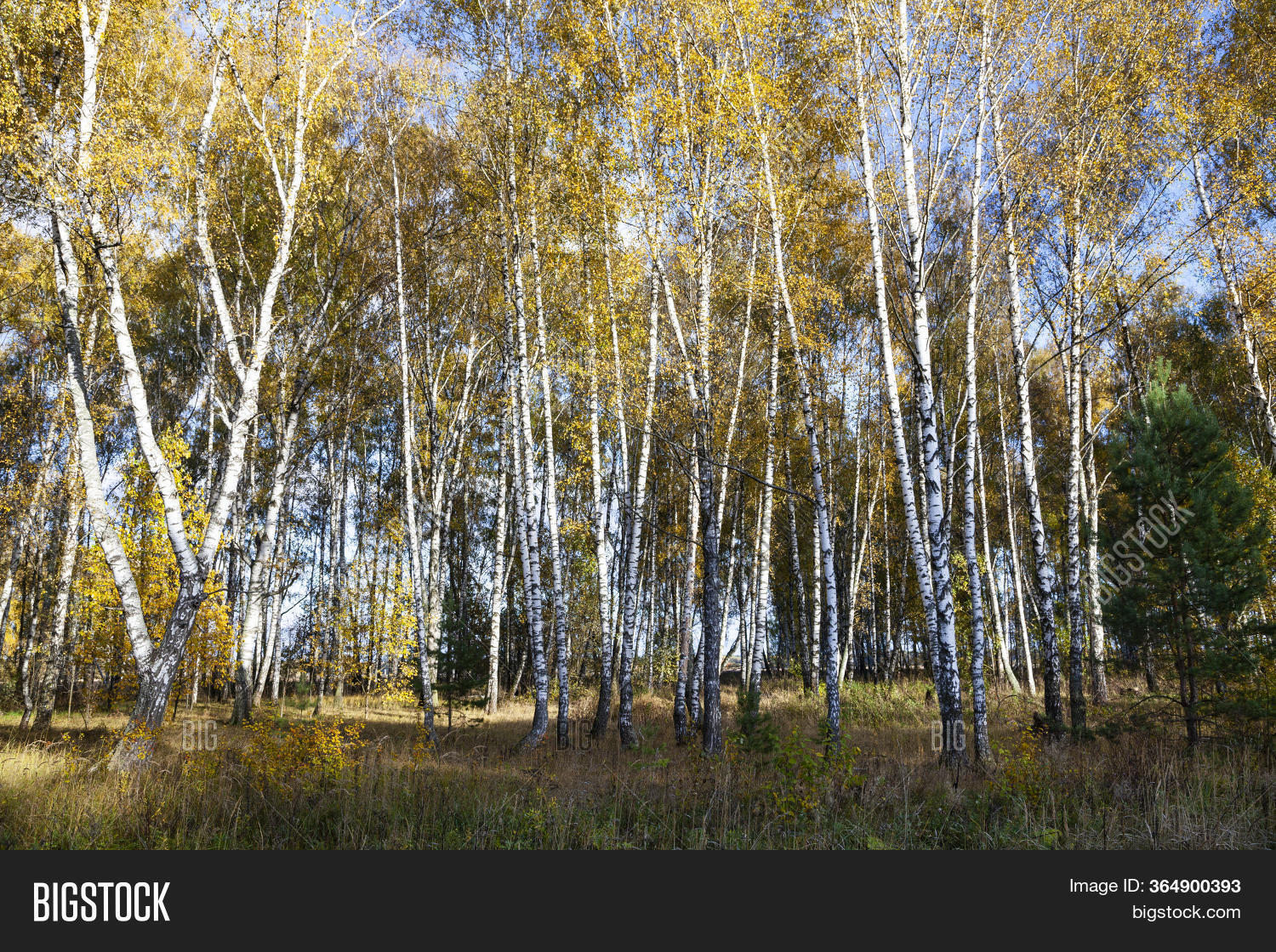Birch Forest Fall. Image & Photo (Free Trial) | Bigstock