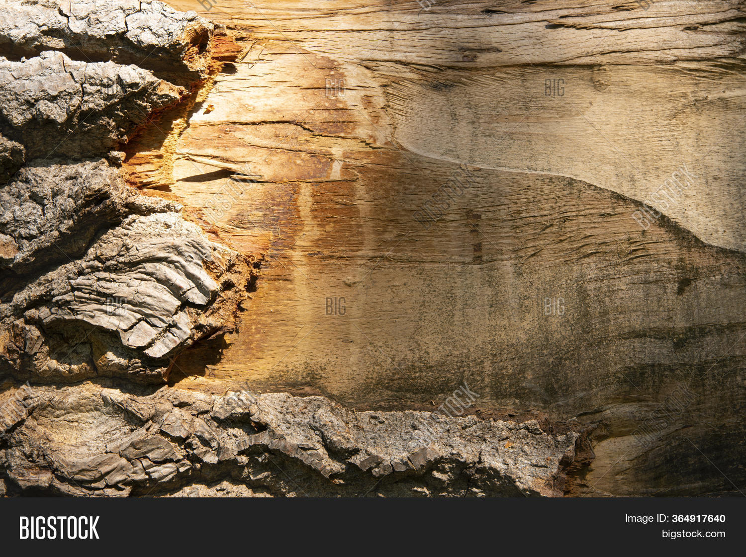 Log Surface Structure Image & Photo (Free Trial) | Bigstock