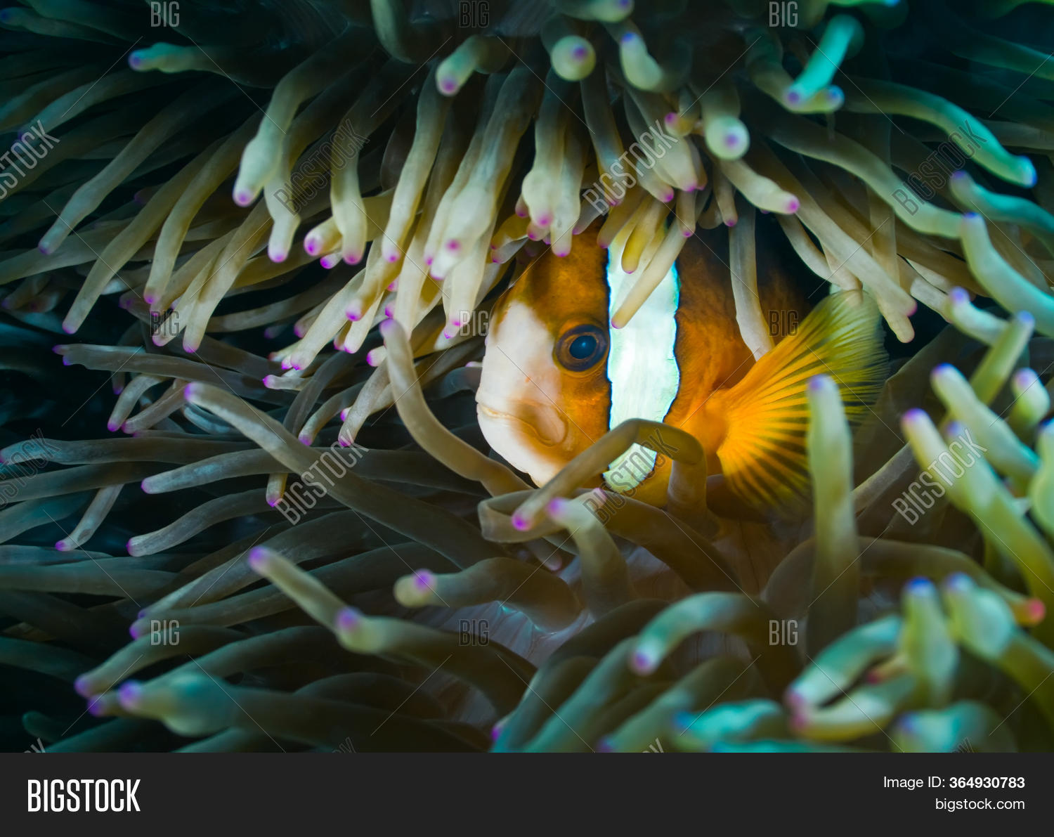 Clown Fish Swimming Image & Photo (Free Trial) | Bigstock