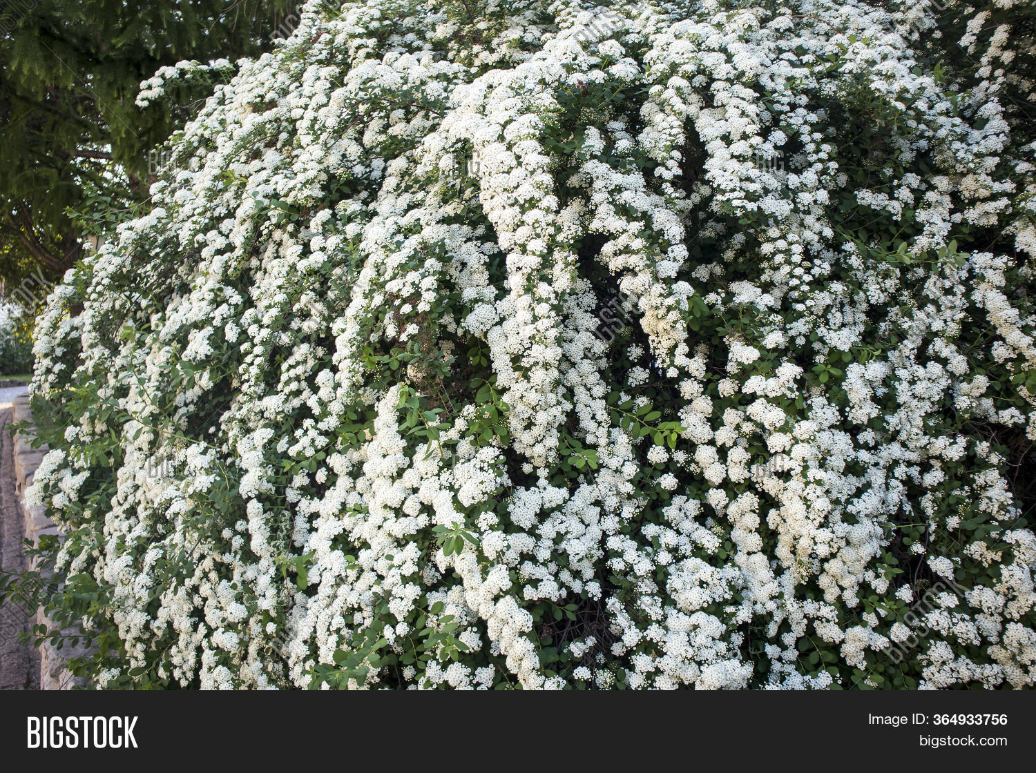 White Spirea Flowers Image & Photo (Free Trial) | Bigstock