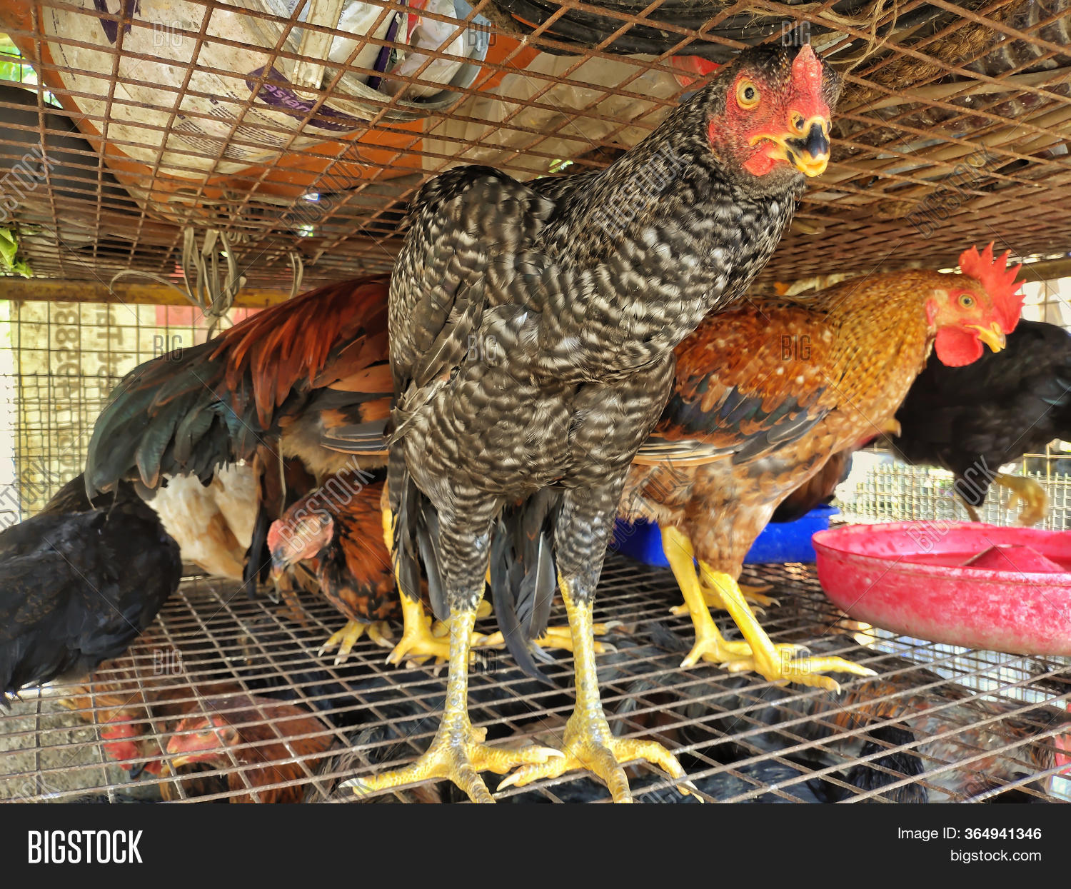 Chickens Hens Inside Image & Photo (Free Trial) | Bigstock