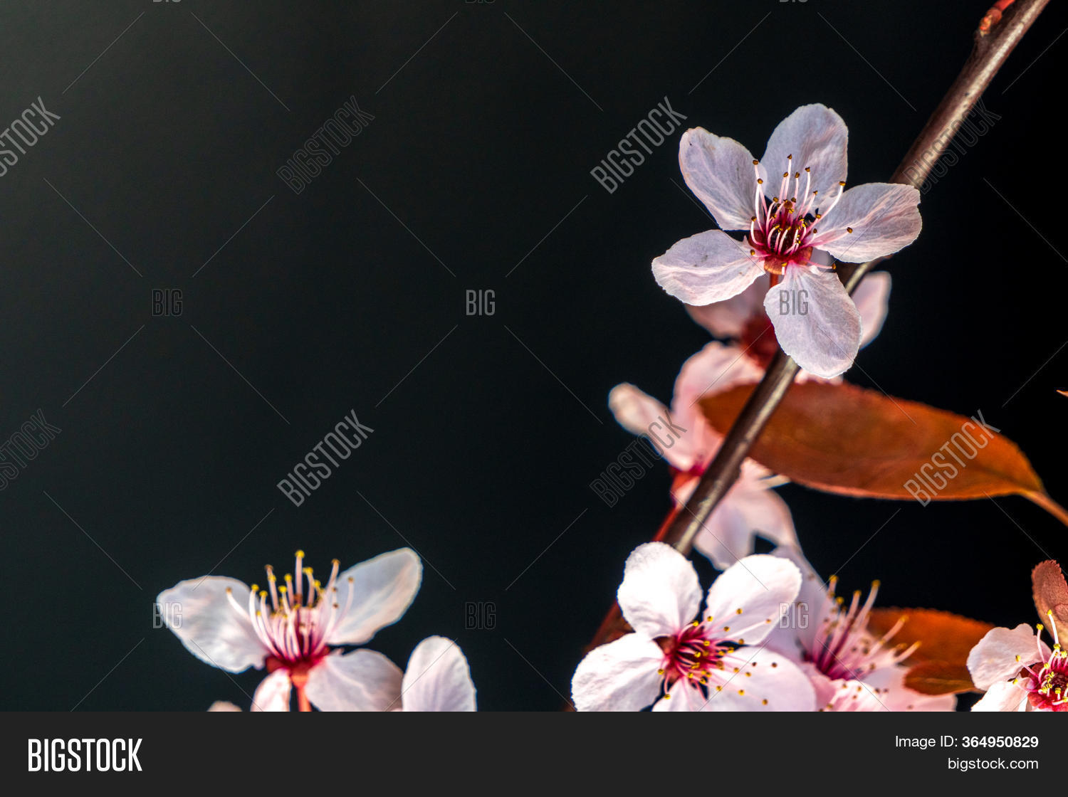 Floring Tree Red Pink Image & Photo (Free Trial) | Bigstock