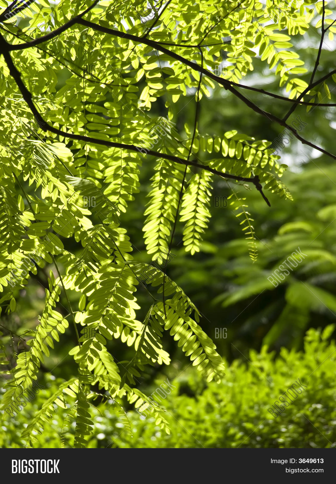 Backlit Foliage Image & Photo (Free Trial) | Bigstock