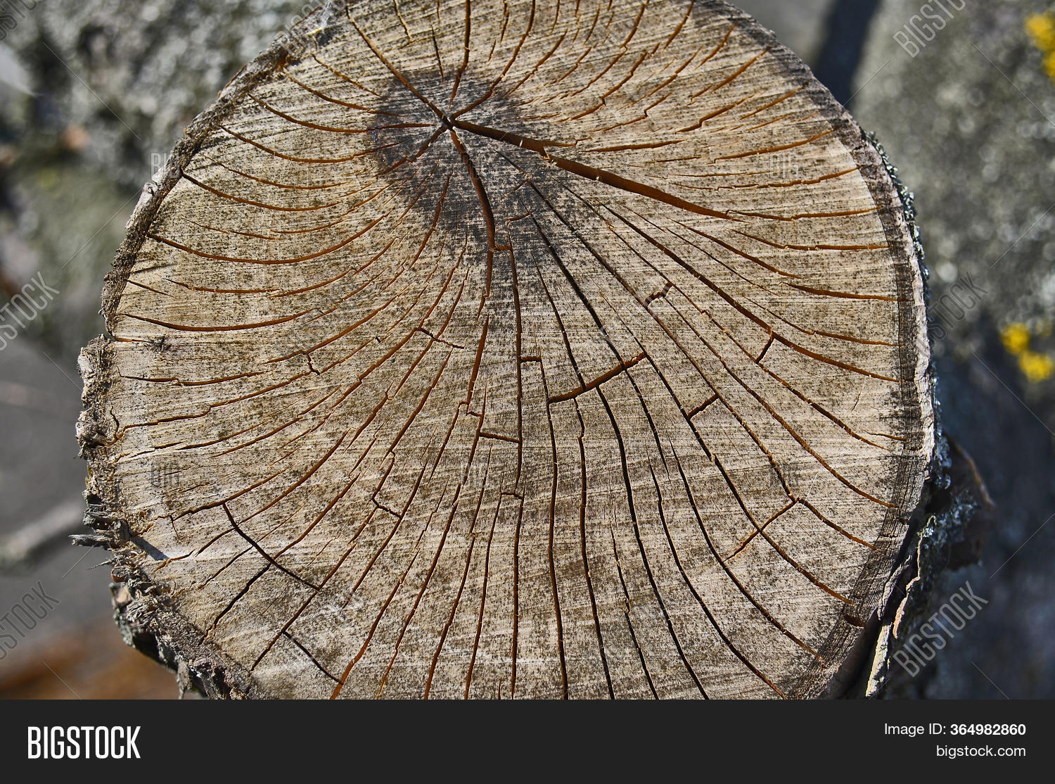 Cut View Tree Ring Image & Photo (Free Trial) | Bigstock