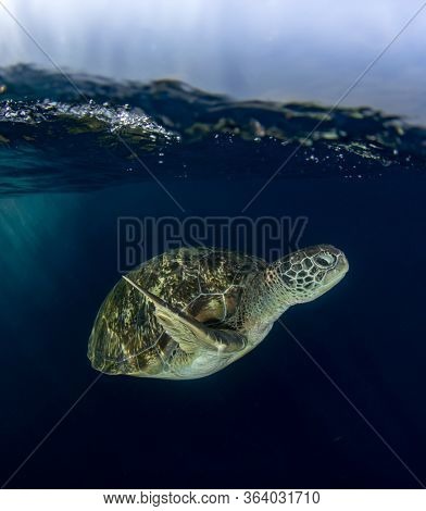 Green Sea Turtle Rises Image & Photo (Free Trial) | Bigstock