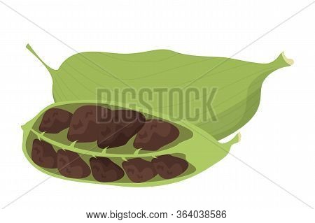 Cardamom Spice Vector Vector & Photo (Free Trial) | Bigstock