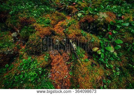 Beautiful Taiga Image & Photo (Free Trial) | Bigstock