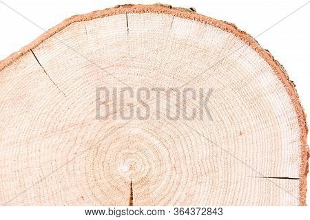 Slice Fresh Oak Wood Image & Photo (Free Trial) | Bigstock