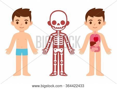 My Body, Educational Vector & Photo (Free Trial) | Bigstock