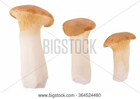 Eringi Mushrooms Image & Photo (Free Trial) | Bigstock