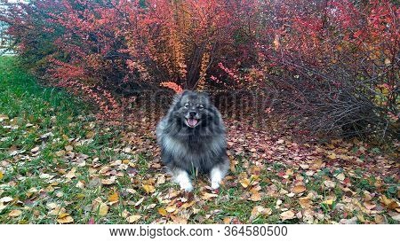 Smiling Keeshond Lies Image & Photo (Free Trial) | Bigstock