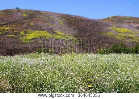 Lush Field Spring Image & Photo (Free Trial) | Bigstock