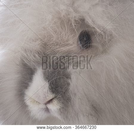 English Angora Front Image & Photo (Free Trial) | Bigstock