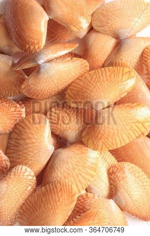 Shells Striped Clams Image & Photo (Free Trial) | Bigstock