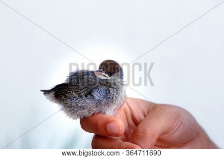 Woman Small Bird. Bird Image & Photo (Free Trial) | Bigstock