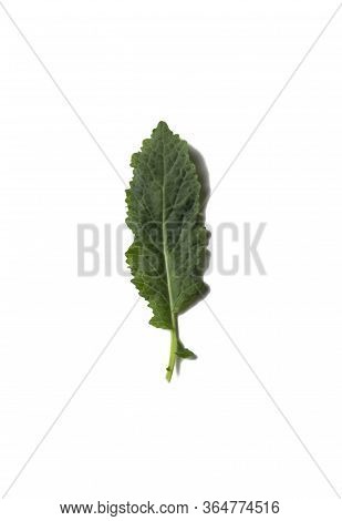 Single Leaf Lettuce Image & Photo (Free Trial) | Bigstock
