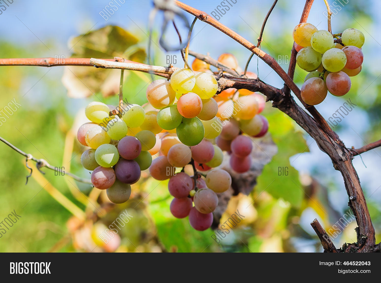 Multi-colored Berries Image & Photo (Free Trial) | Bigstock