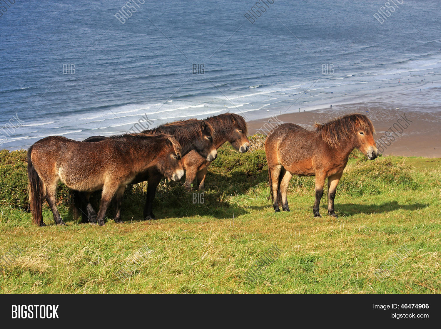 Wild Ponies Image & Photo (Free Trial) | Bigstock