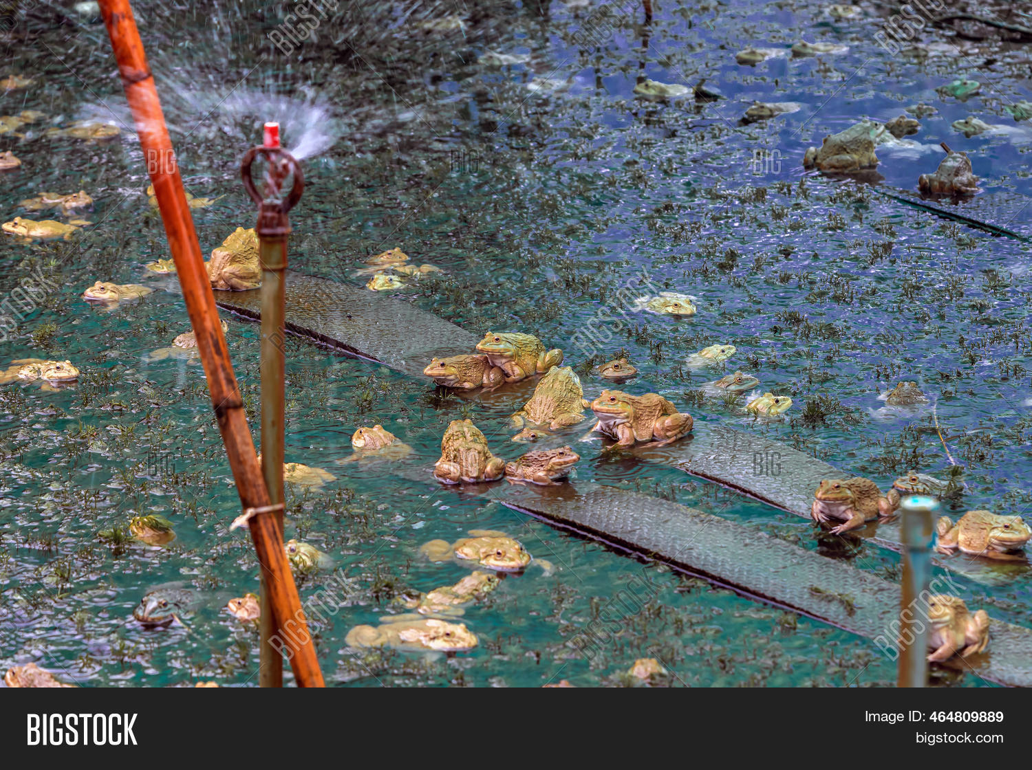 Frogs Farm Agriculture Image & Photo (Free Trial) | Bigstock