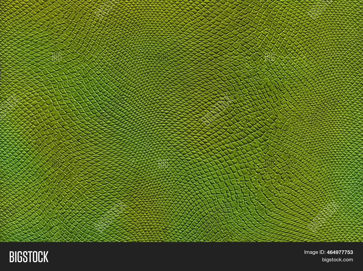 Green Reptile Texture Image & Photo (Free Trial) | Bigstock