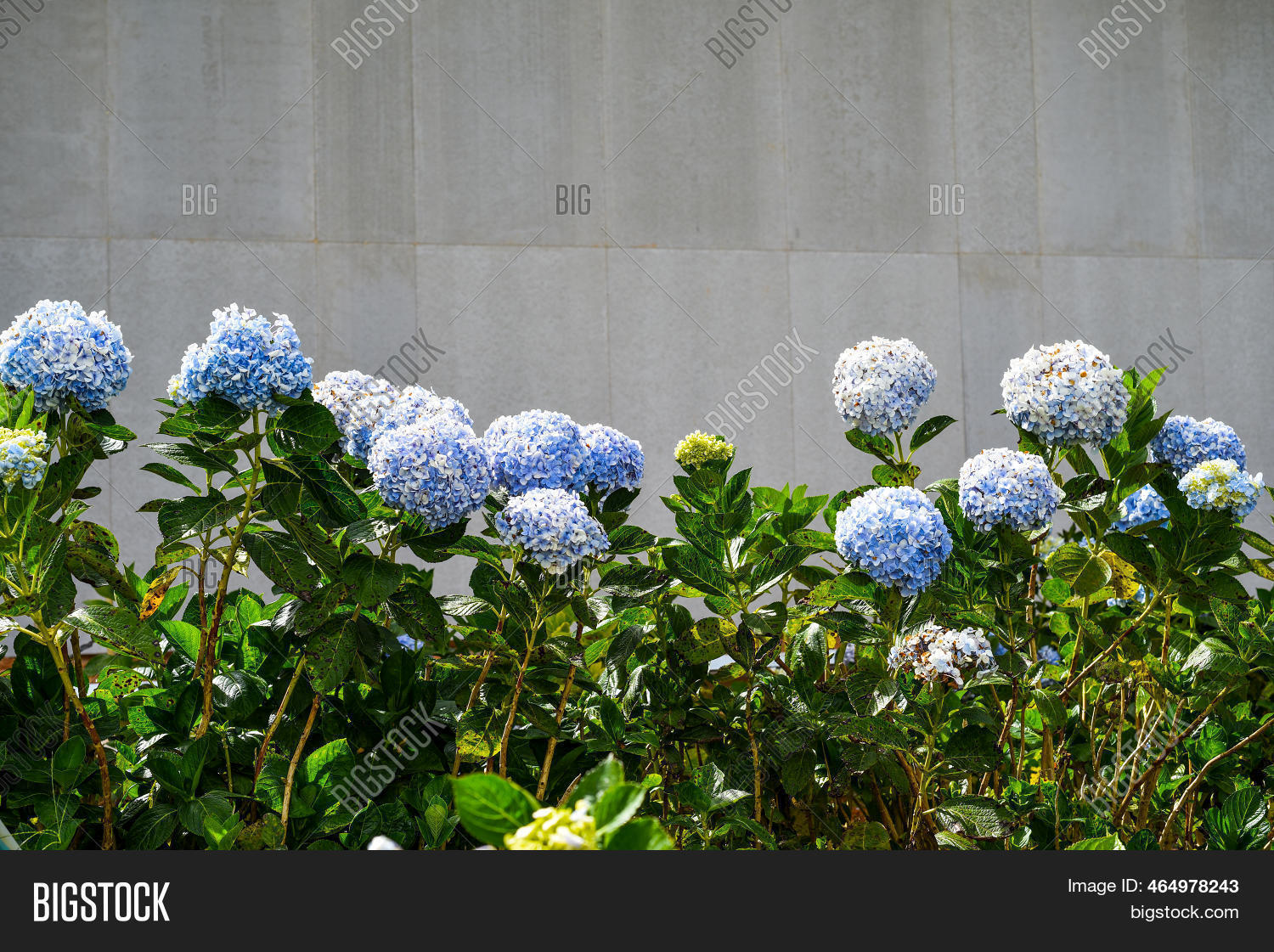 Hydrangea Flowers City Image & Photo (Free Trial) | Bigstock