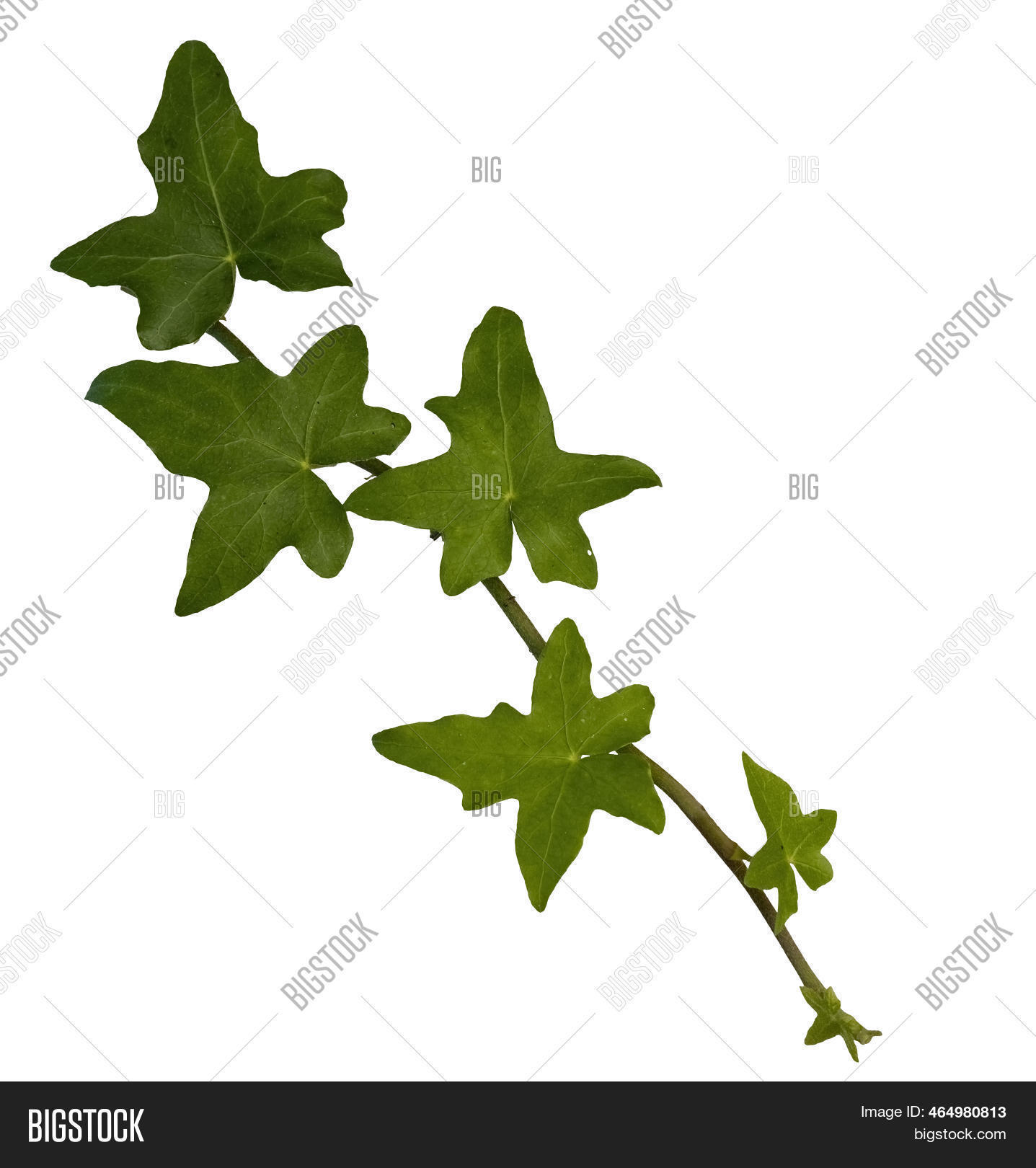 Branch Ivy Leaves On Image & Photo (Free Trial) | Bigstock