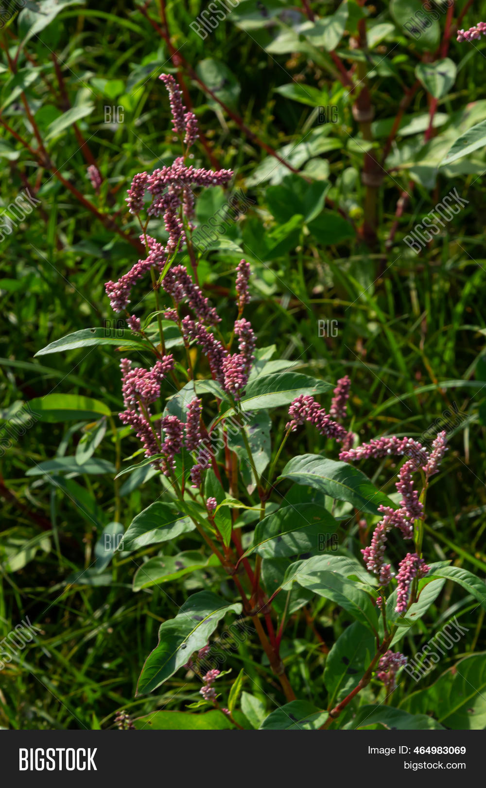 Persicaria Longiseta Image & Photo (Free Trial) | Bigstock