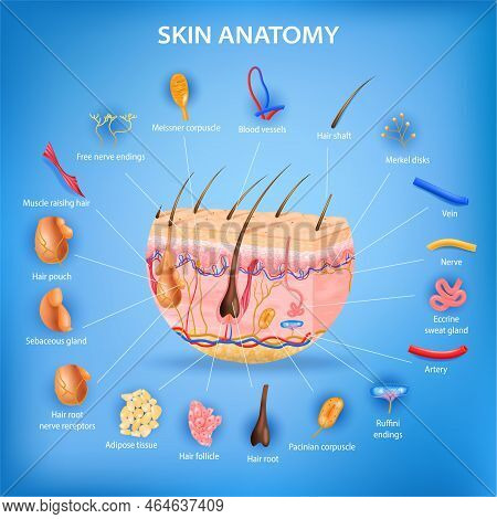 Skin Anatomy Vector & Photo (Free Trial) | Bigstock