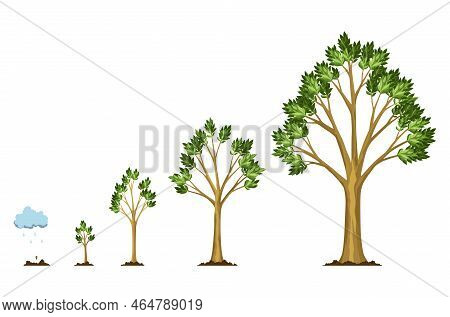Stages Growth Tree Vector & Photo (Free Trial) | Bigstock