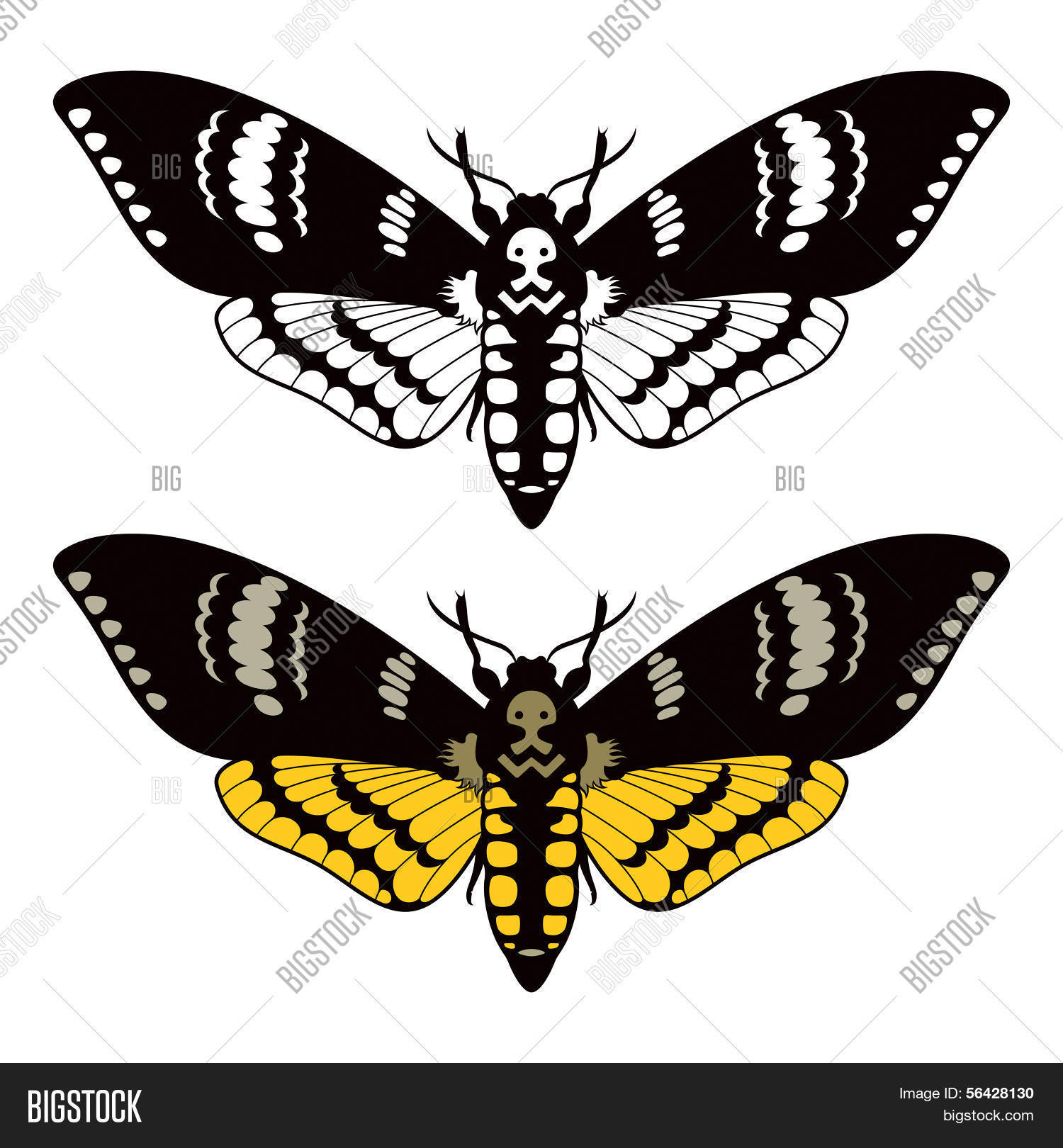 Death Head Hawk Moth Vector & Photo (Free Trial) | Bigstock