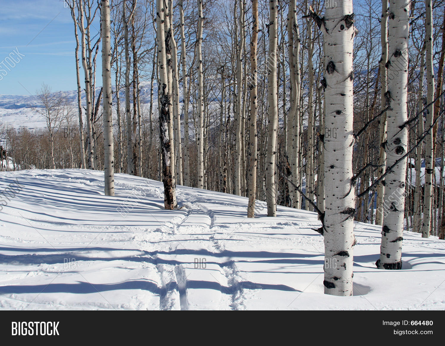 Birches Snow Image & Photo (Free Trial) | Bigstock