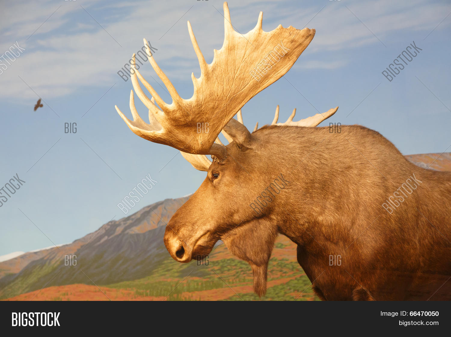 Moose Canadian Image & Photo (Free Trial) | Bigstock