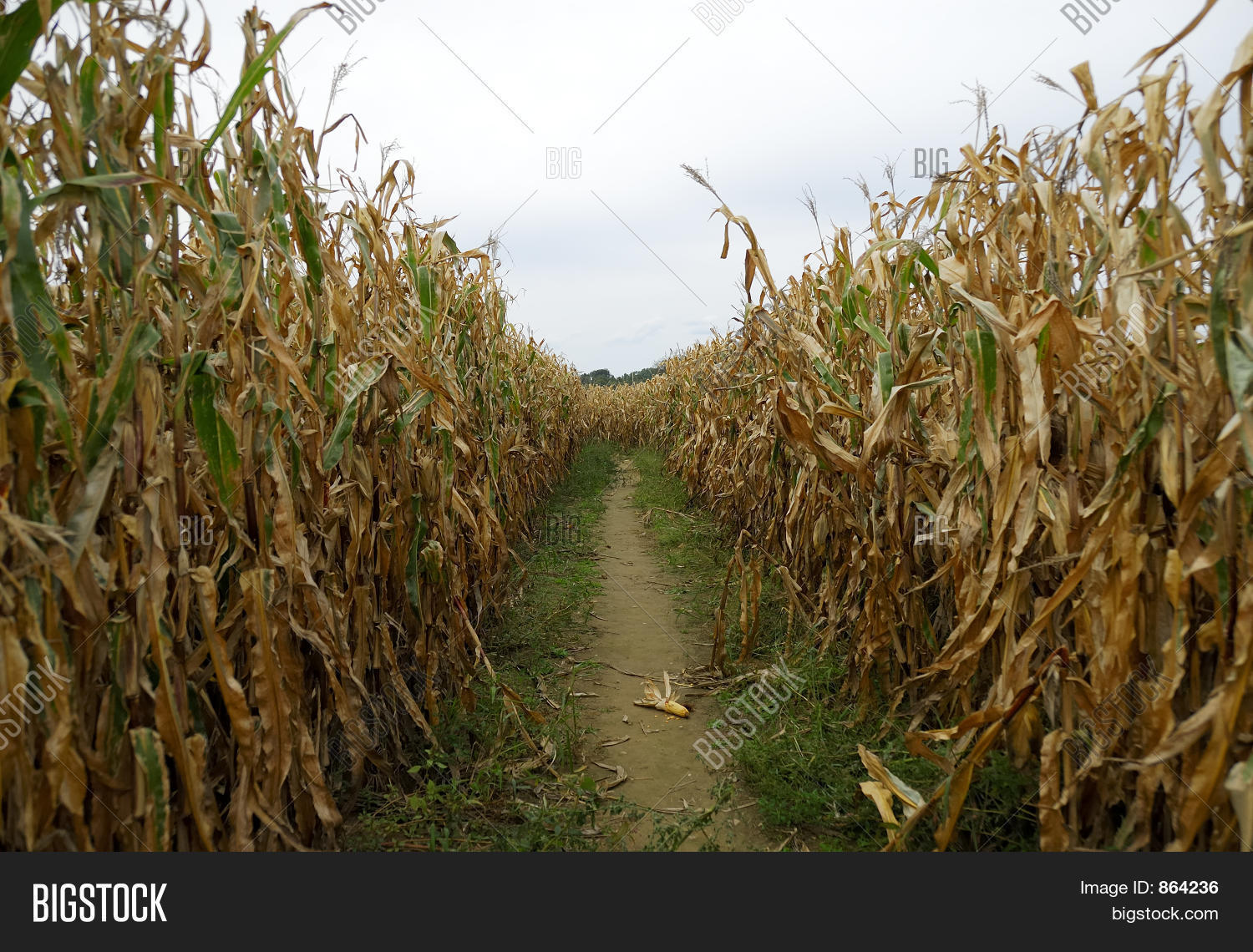 Corn Row Image & Photo (Free Trial) | Bigstock