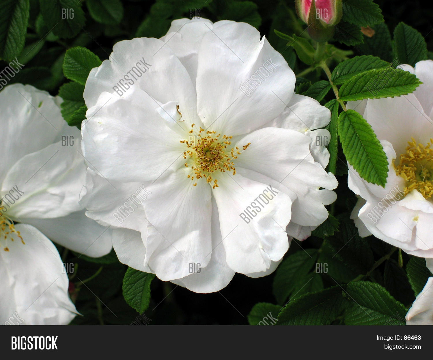 White Shrub Rose Image & Photo (Free Trial) | Bigstock
