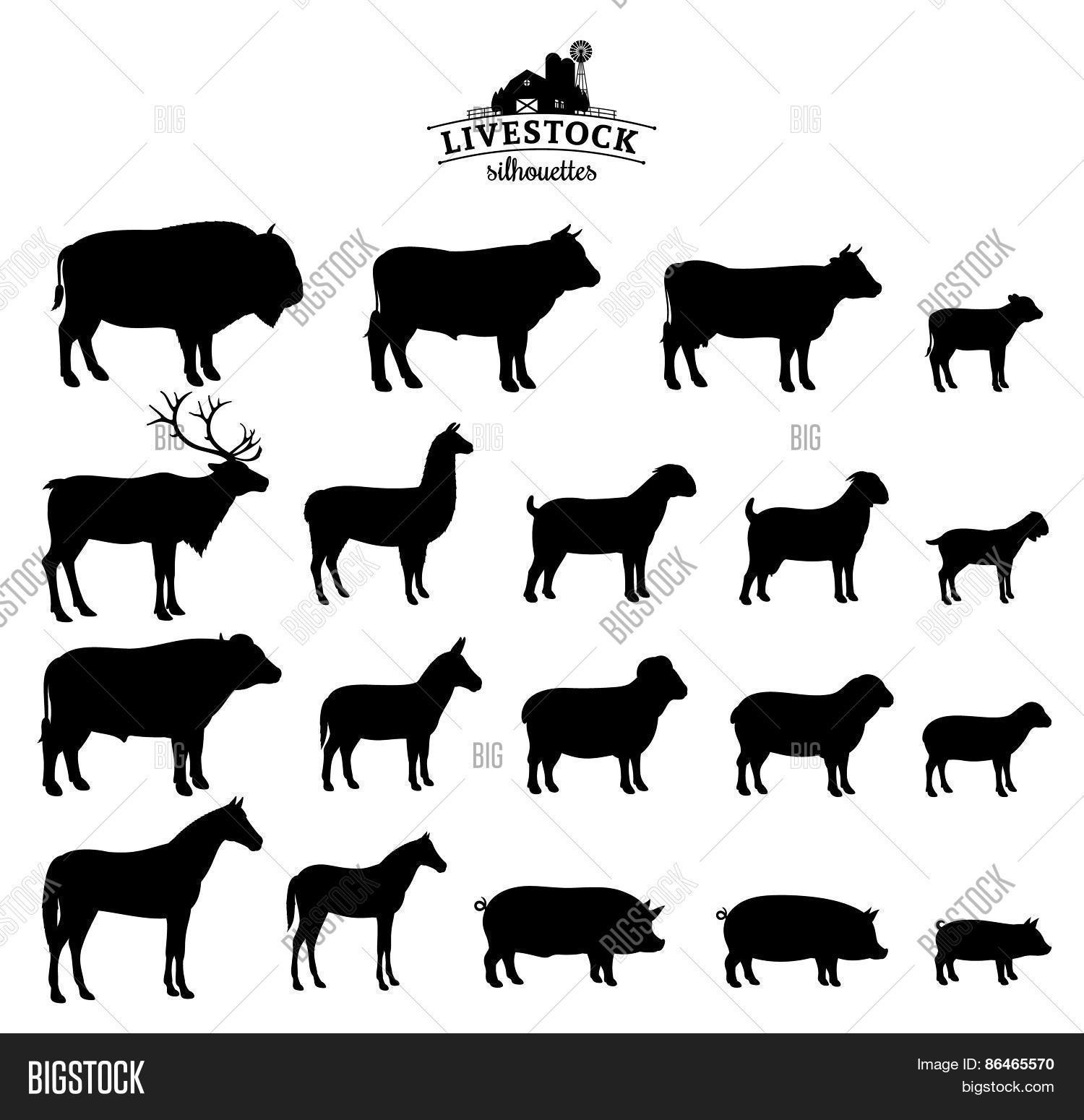 Vector Livestock Vector & Photo (Free Trial) | Bigstock