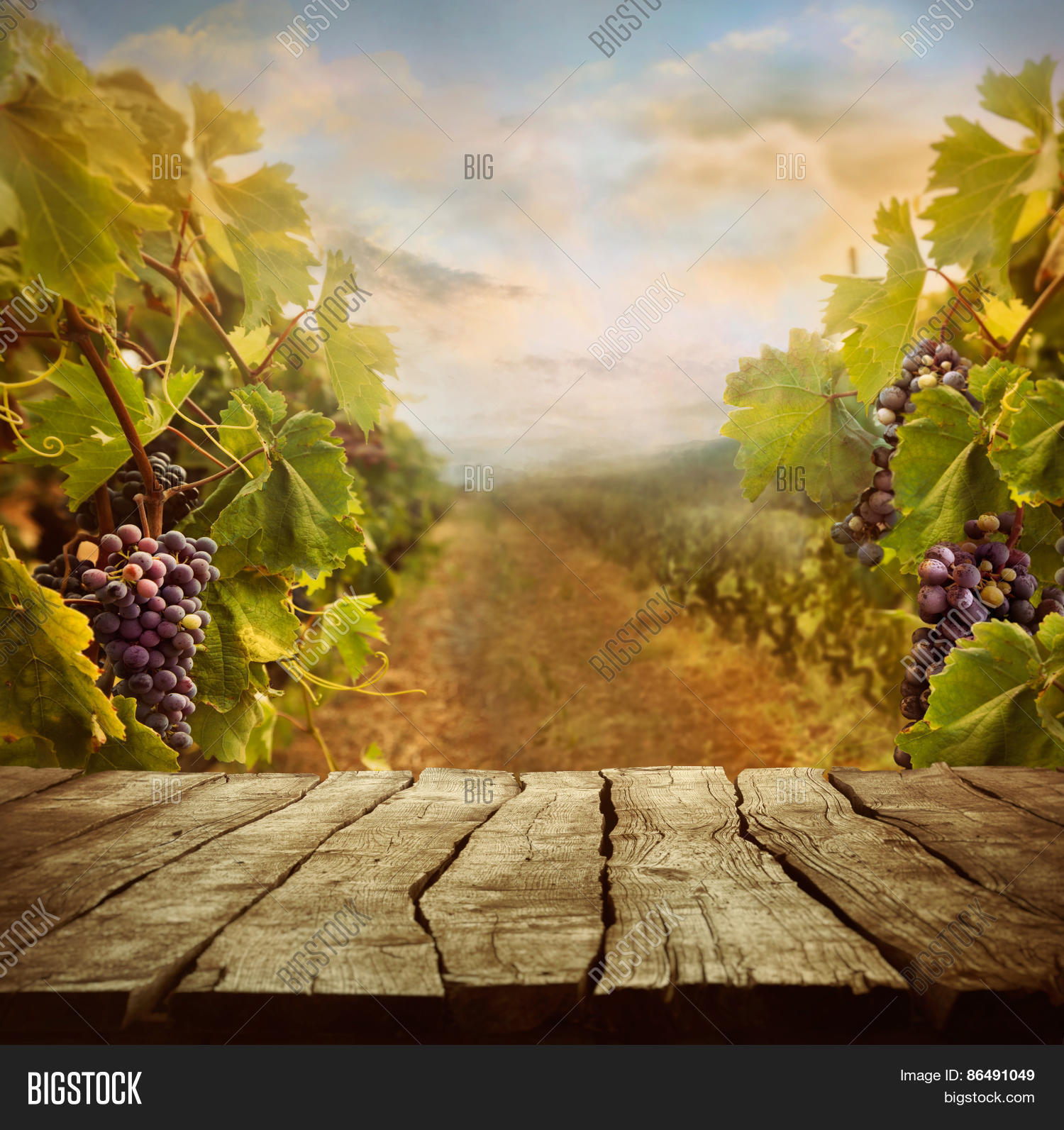 Vineyard Design Image & Photo (Free Trial) | Bigstock