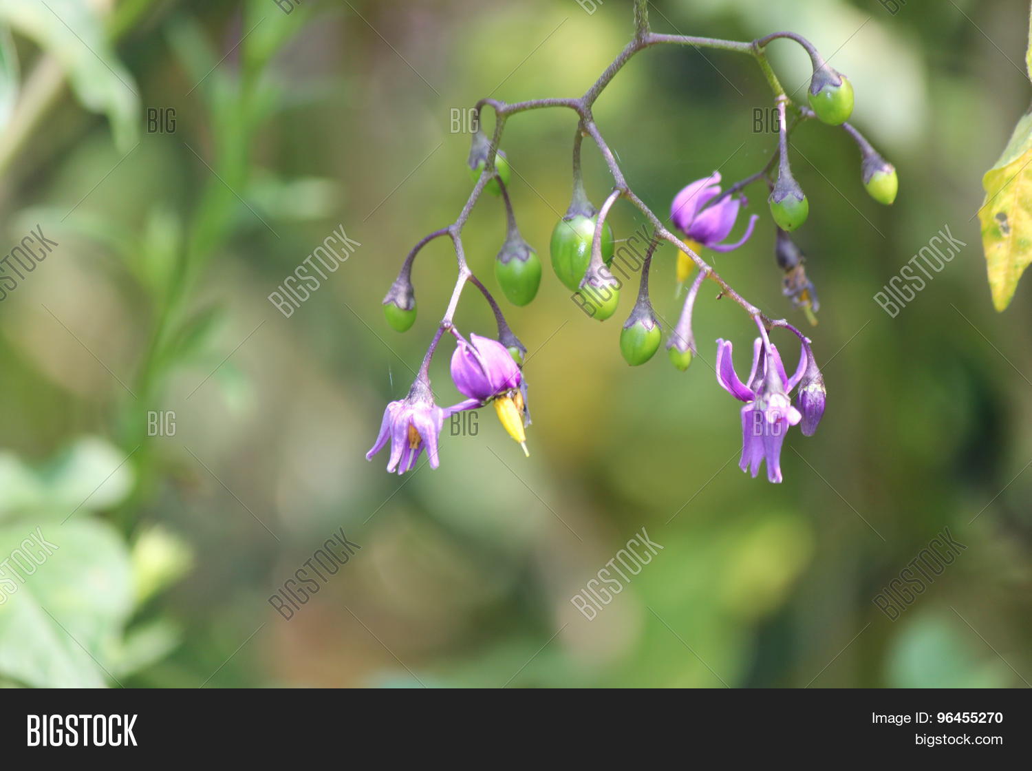 Nightshade Solanum Image & Photo (Free Trial) | Bigstock