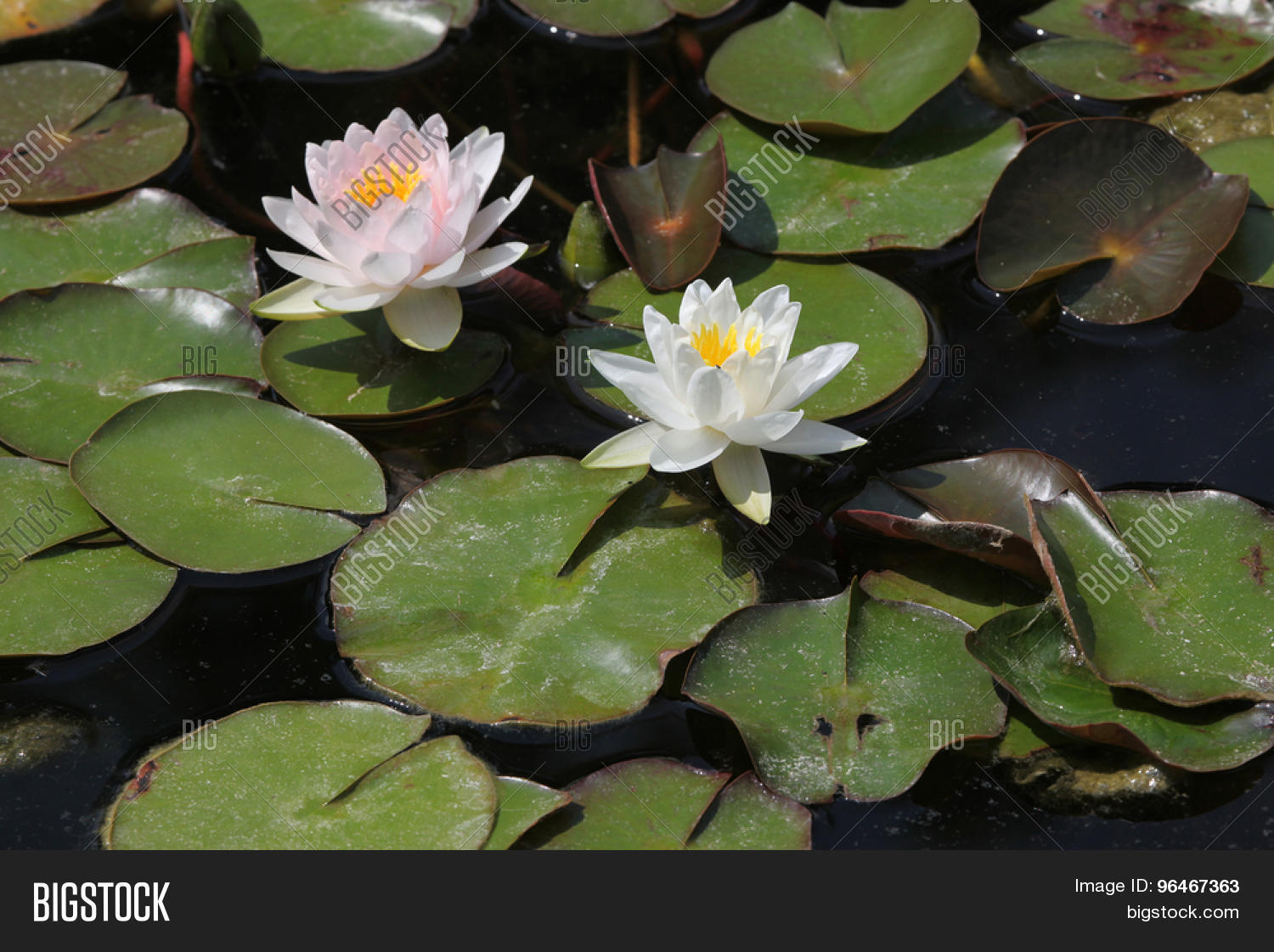 Star Lotus (Nymphaea Image & Photo (Free Trial) | Bigstock