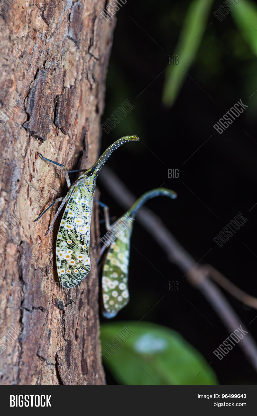 Pyrops Spinolae Image & Photo (Free Trial) | Bigstock
