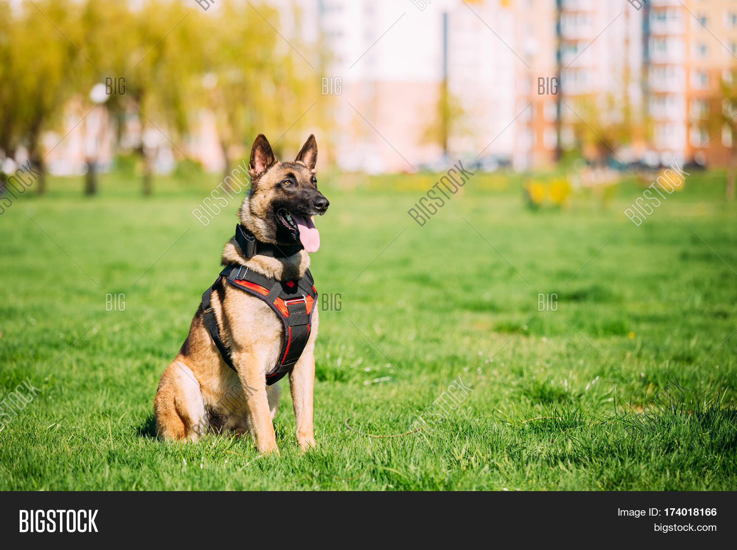 Malinois Dog Sit Image & Photo (Free Trial) | Bigstock