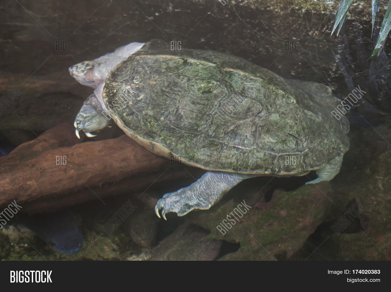 Giant Asian Pond Image & Photo (Free Trial) | Bigstock