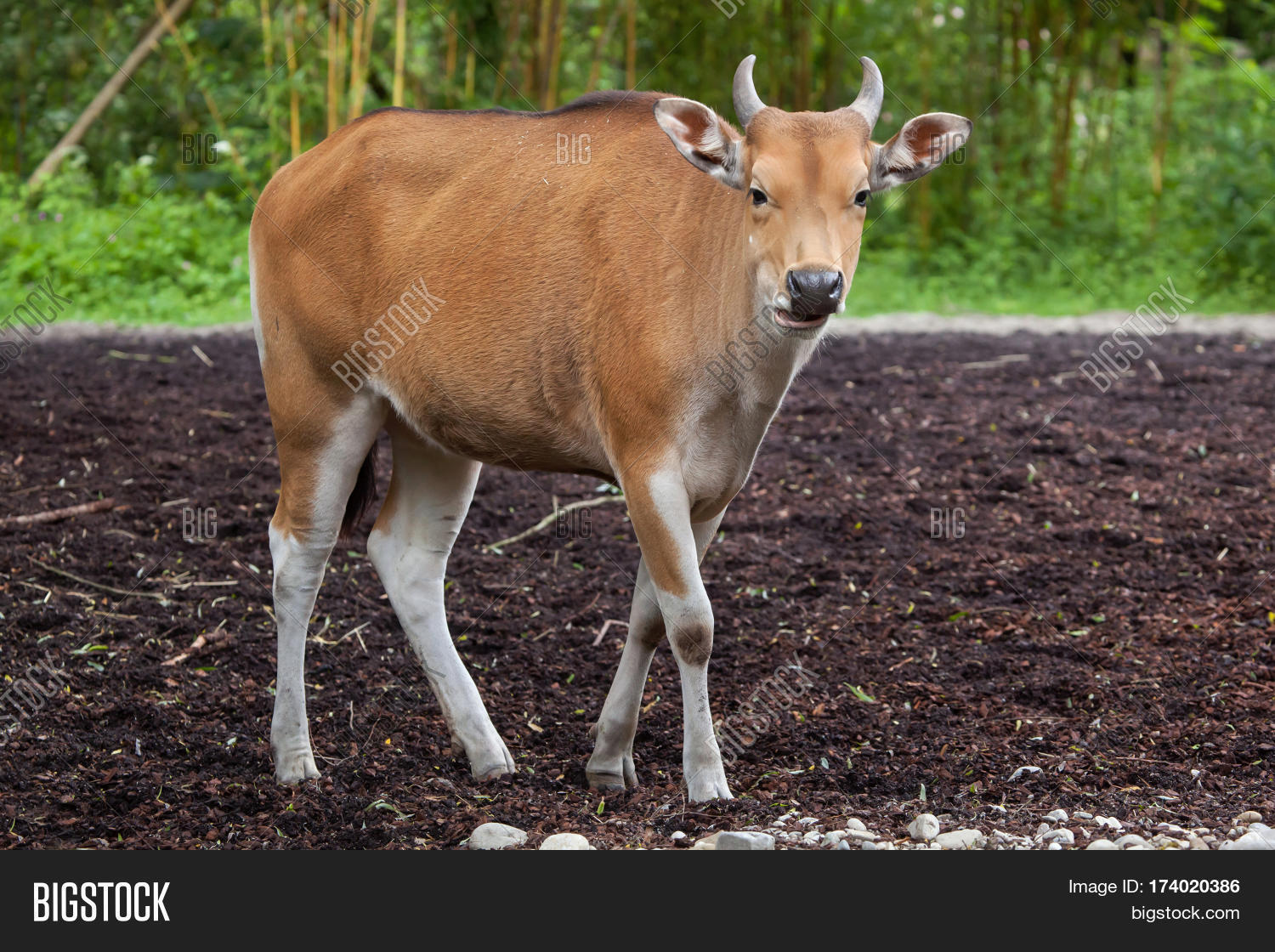 Javan Banteng (Bos Image & Photo (Free Trial) | Bigstock