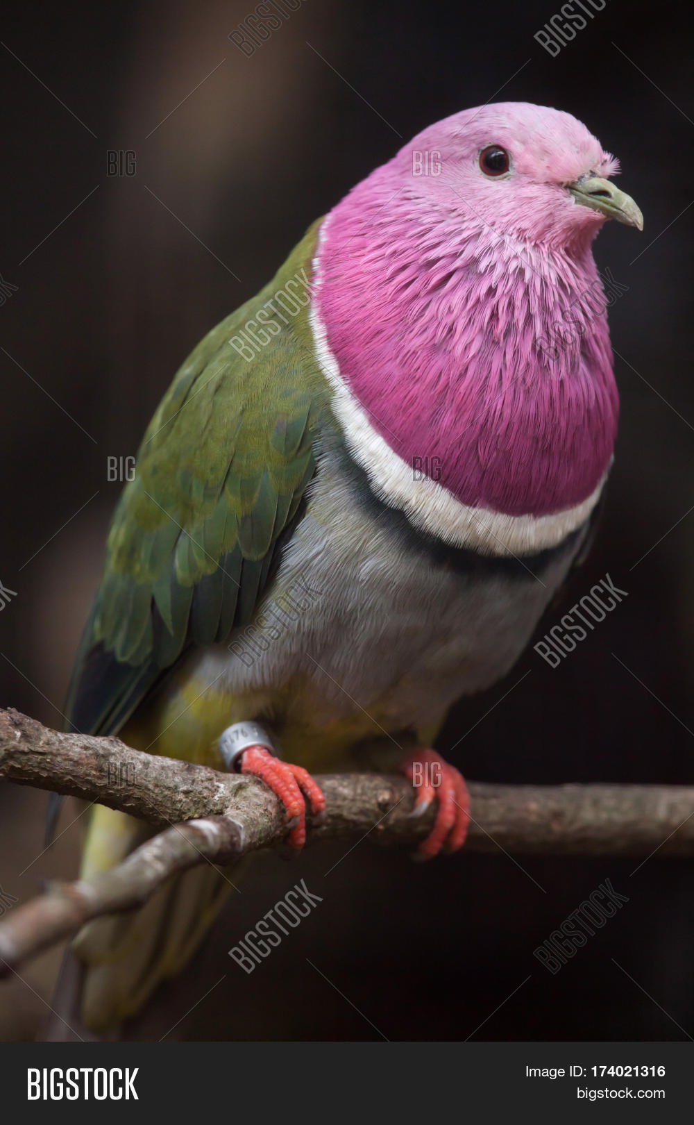 Pink-headed Fruit Dove Image & Photo (Free Trial) | Bigstock