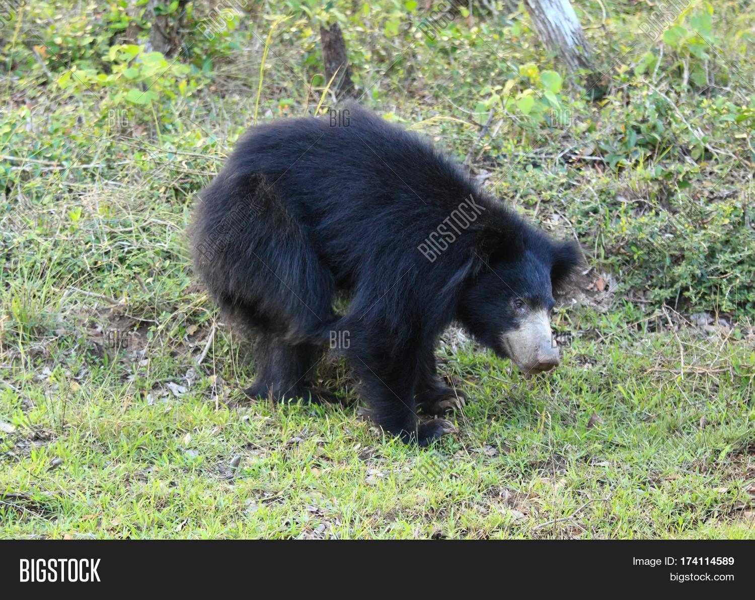 Sloth Bear Scratching Image & Photo (Free Trial) | Bigstock