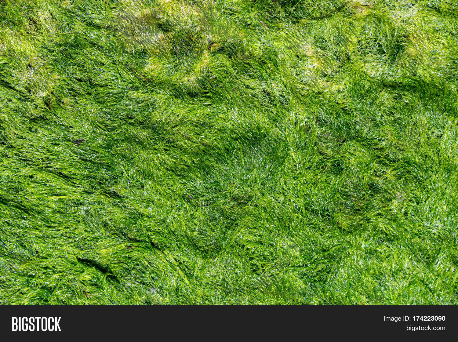 Green Background Algae Image & Photo (Free Trial) | Bigstock