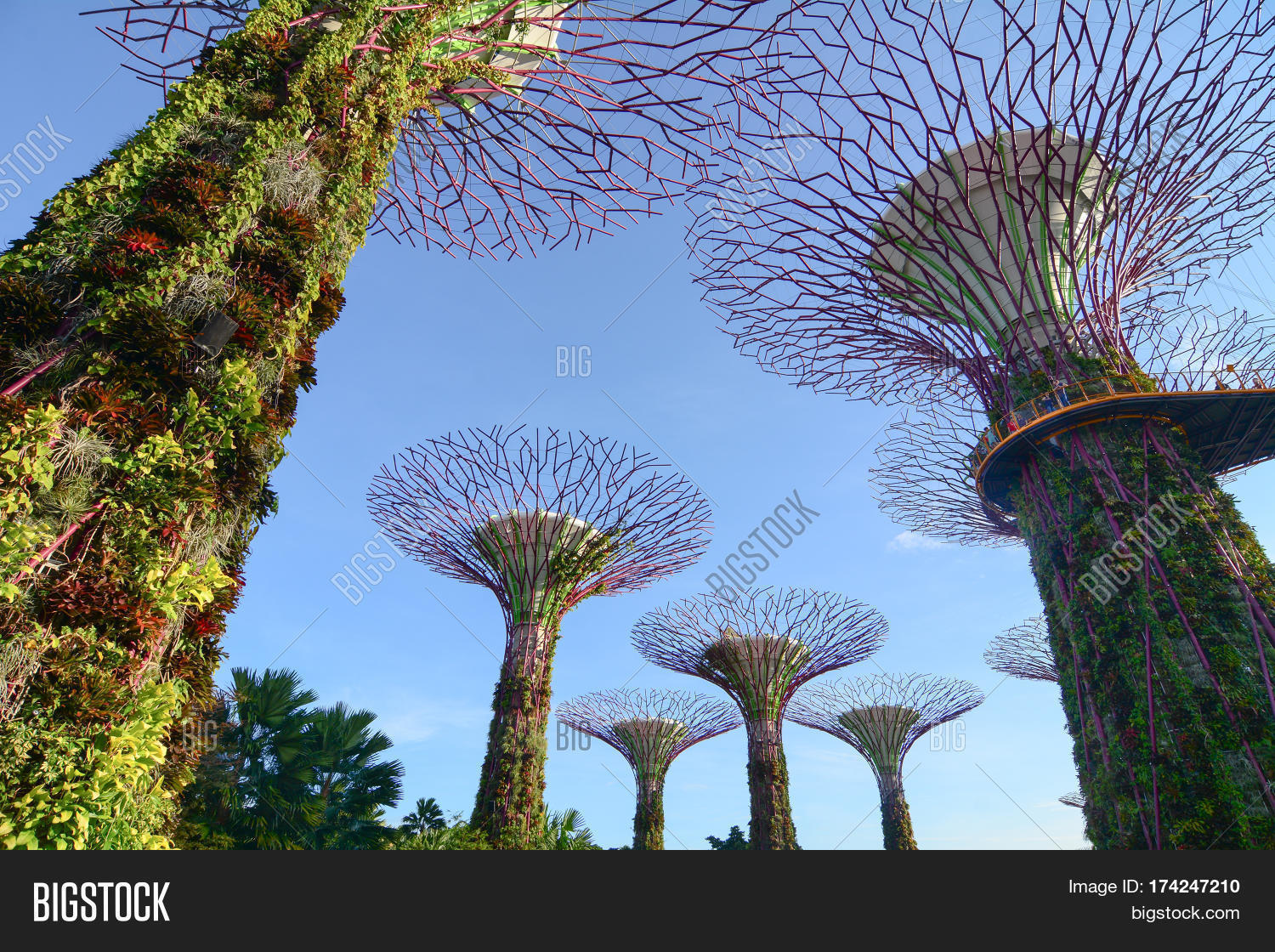 Supertree Grove Image & Photo (Free Trial) | Bigstock